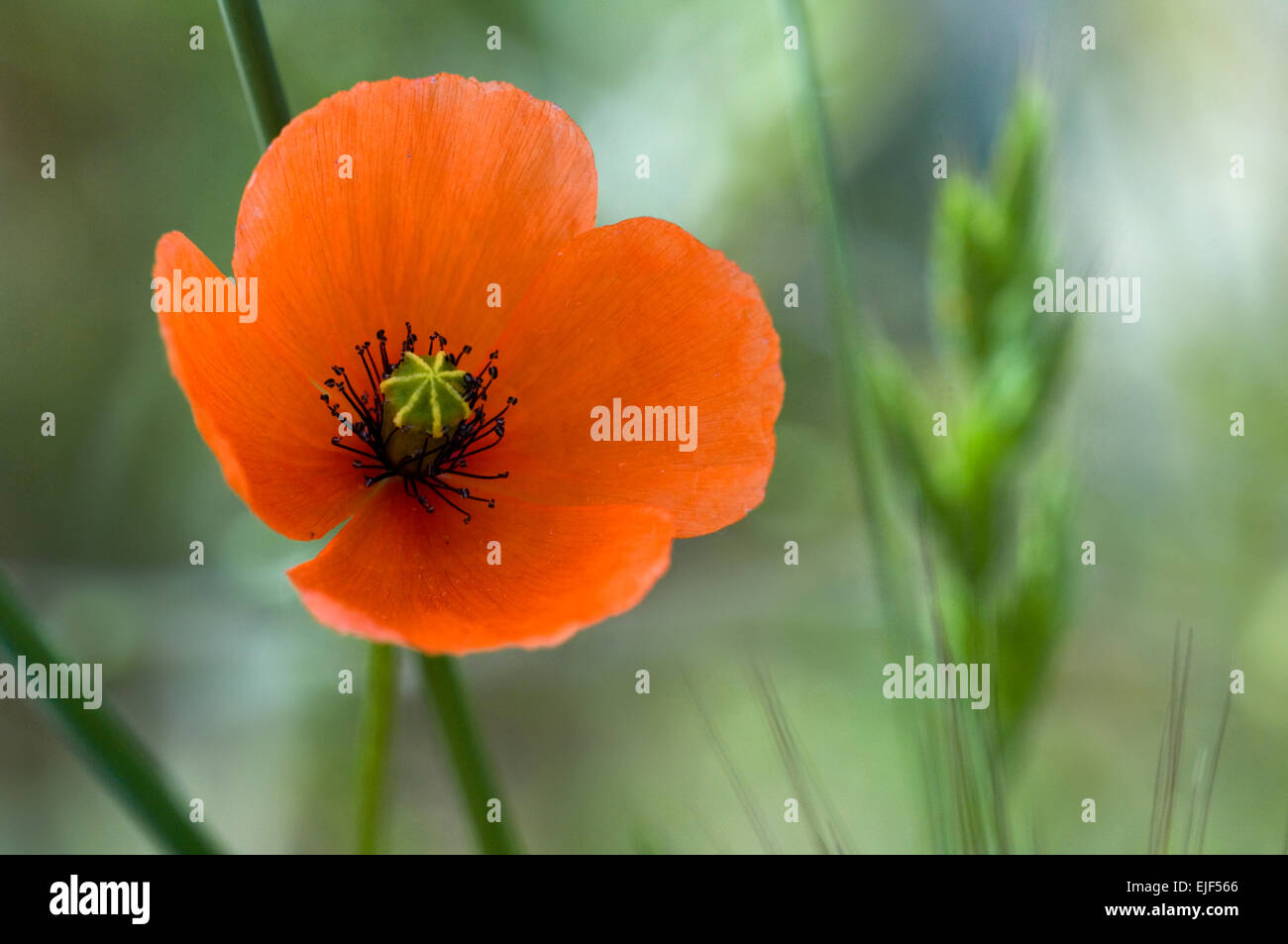 Long-headed poppy / blindeyes (Papaver dubium) in flower Stock Photo ...