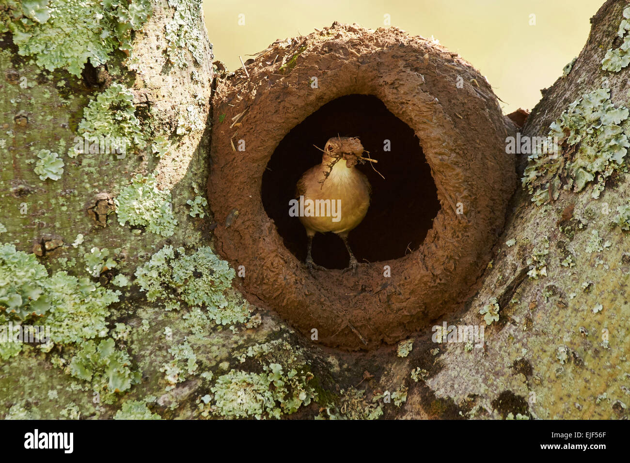 Ovenbird building its clay nest Stock Photo - Alamy
