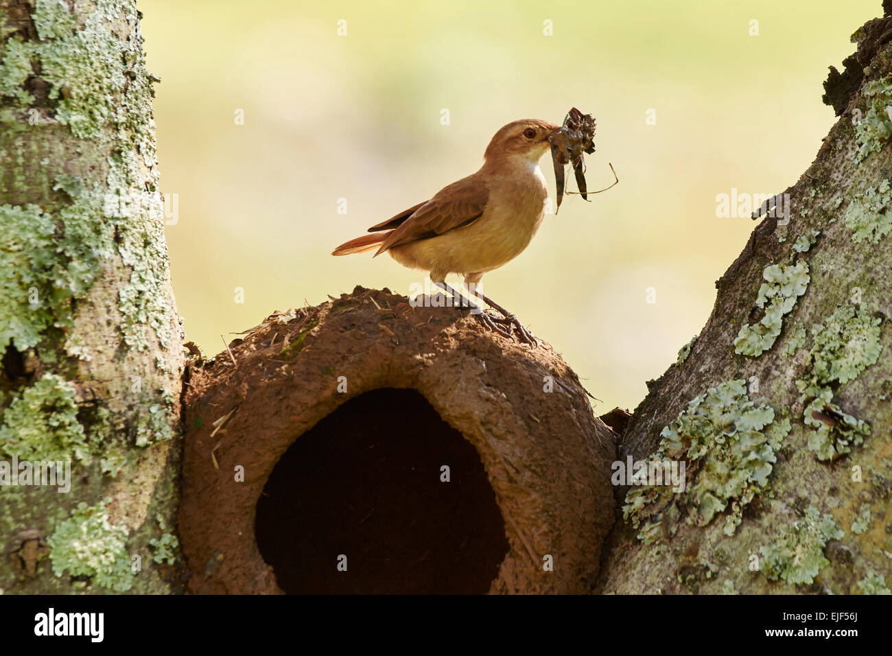 Ovenbird building its clay nest Stock Photo - Alamy