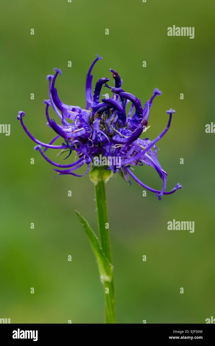Round-headed rampion / Pride of Sussex (Phyteuma orbiculare) in flower ...