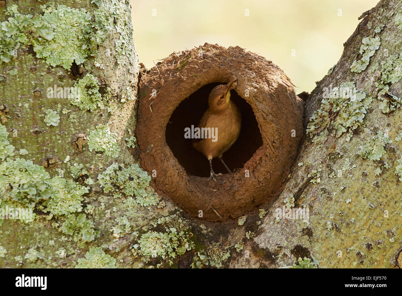 Ovenbird building clay nest hi-res stock photography and images - Alamy