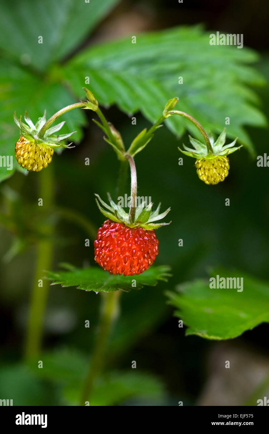 Alpine strawberries ripe hi-res stock photography and images - Alamy