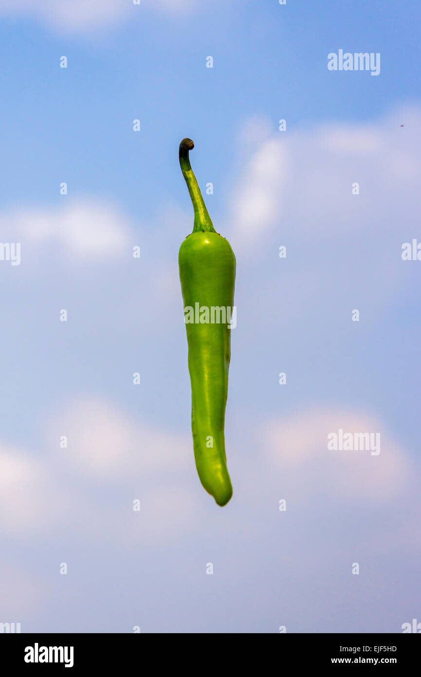 Green Chilly in the air with sky as background Stock Photo - Alamy