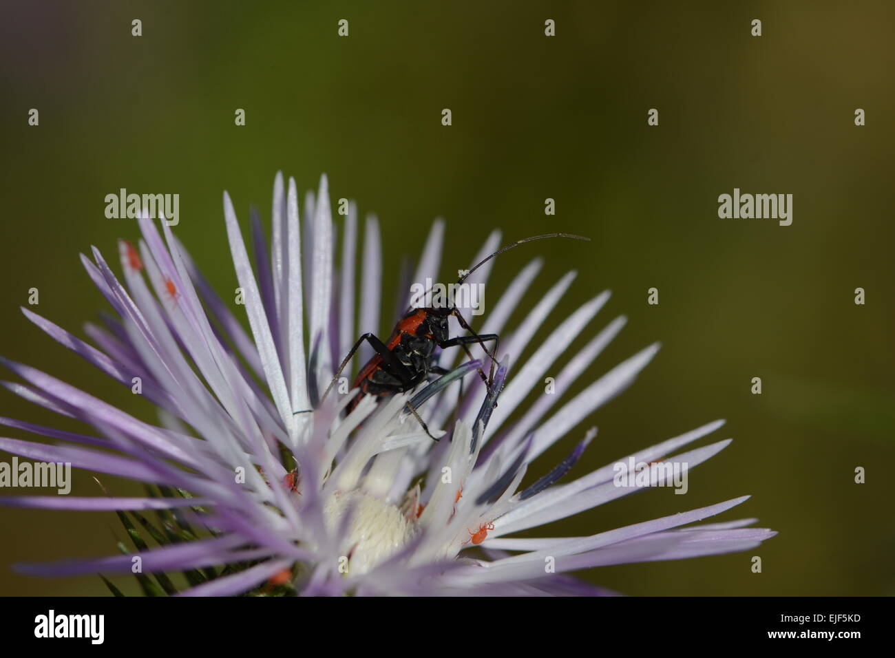A Bug on the flower Stock Photo - Alamy