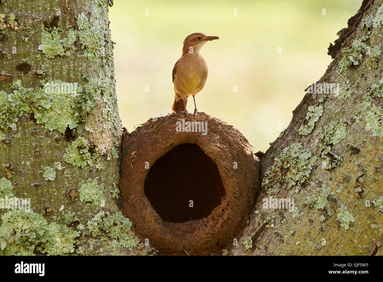 Ovenbird building its clay nest Stock Photo - Alamy
