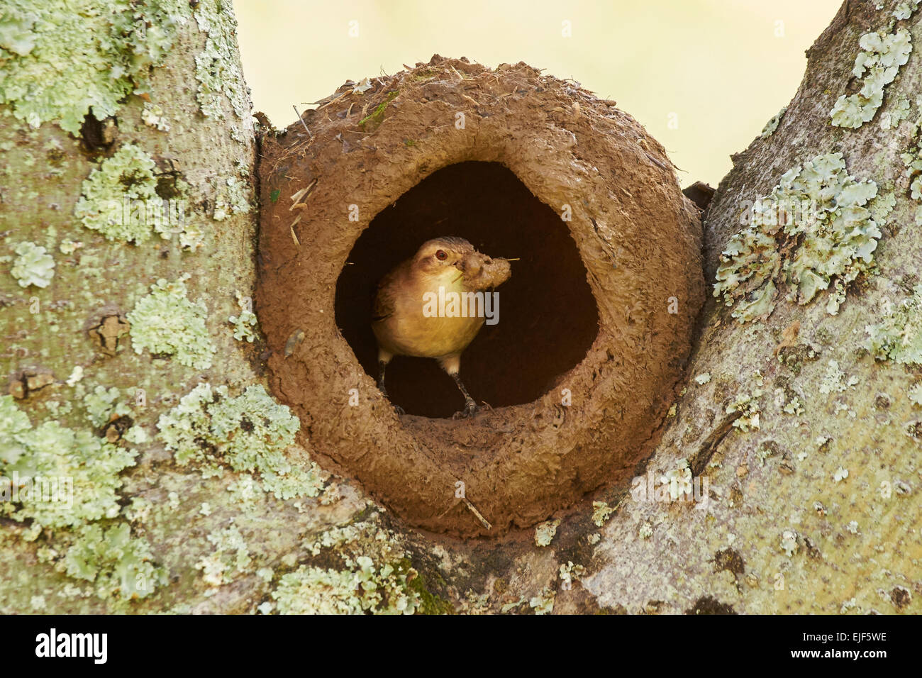 Ovenbird building nest hi-res stock photography and images - Alamy