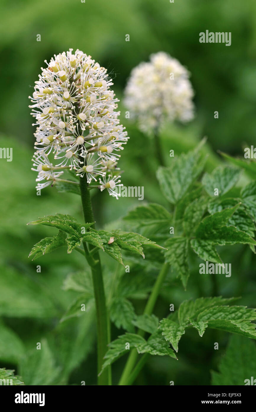 Eurasian Baneberry / Herb Christopher (Actaea spicata) in flower Stock ...