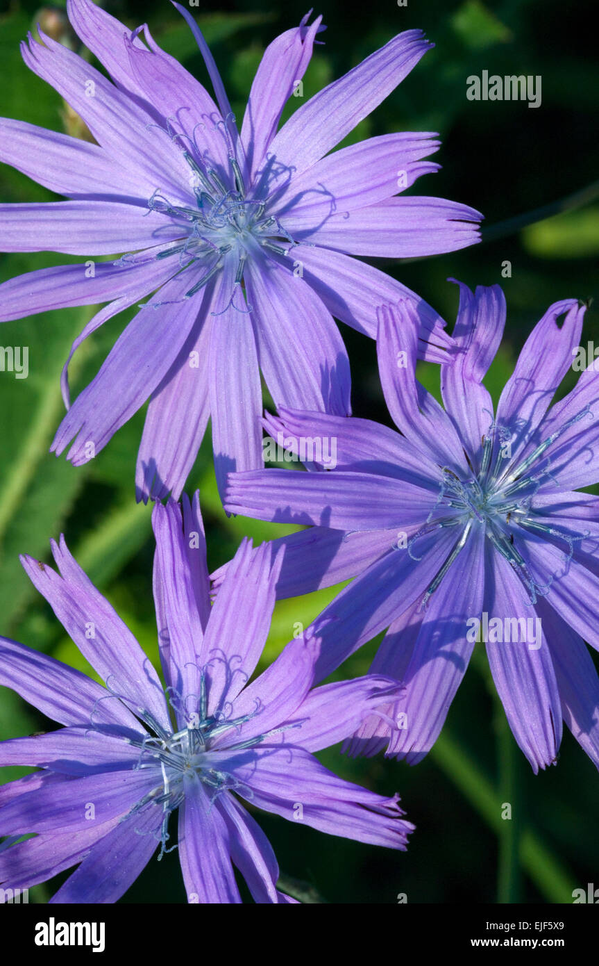 Common chicory (Cichorium intybus) in flower Stock Photo - Alamy