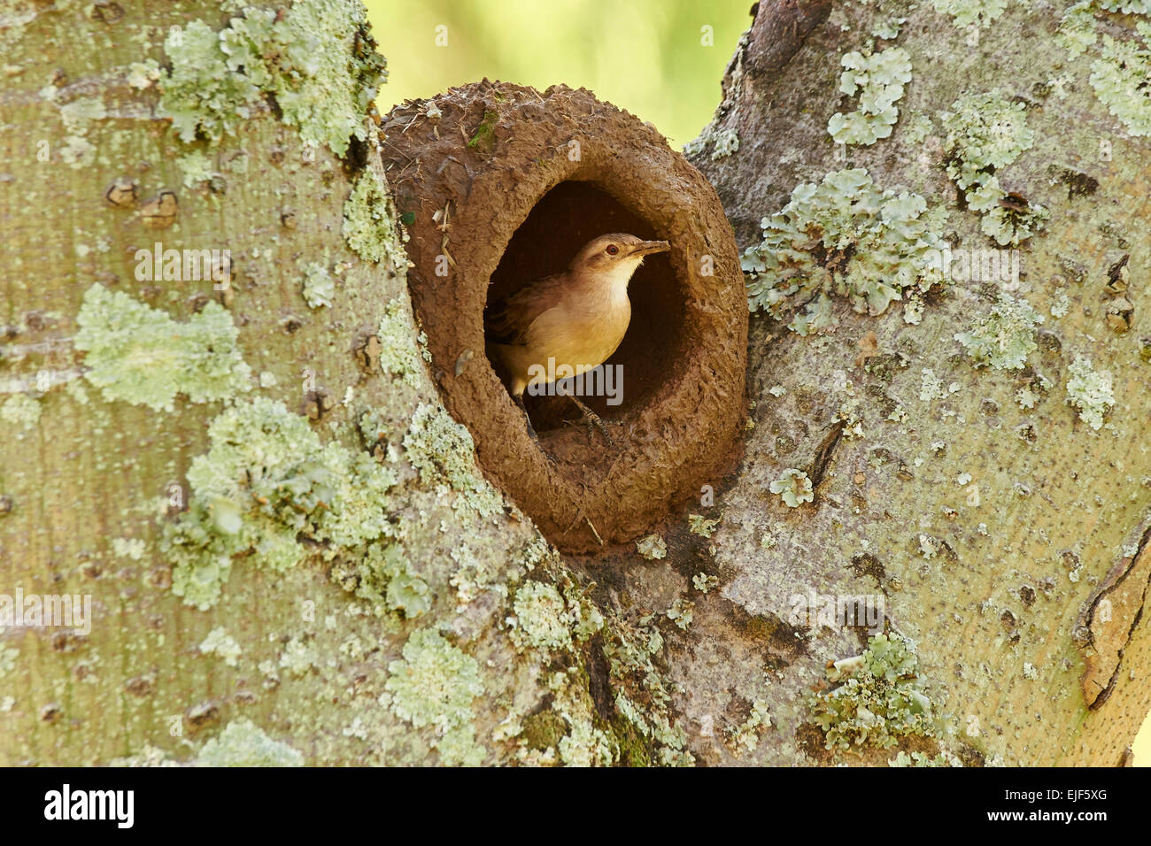 Ovenbird Nest