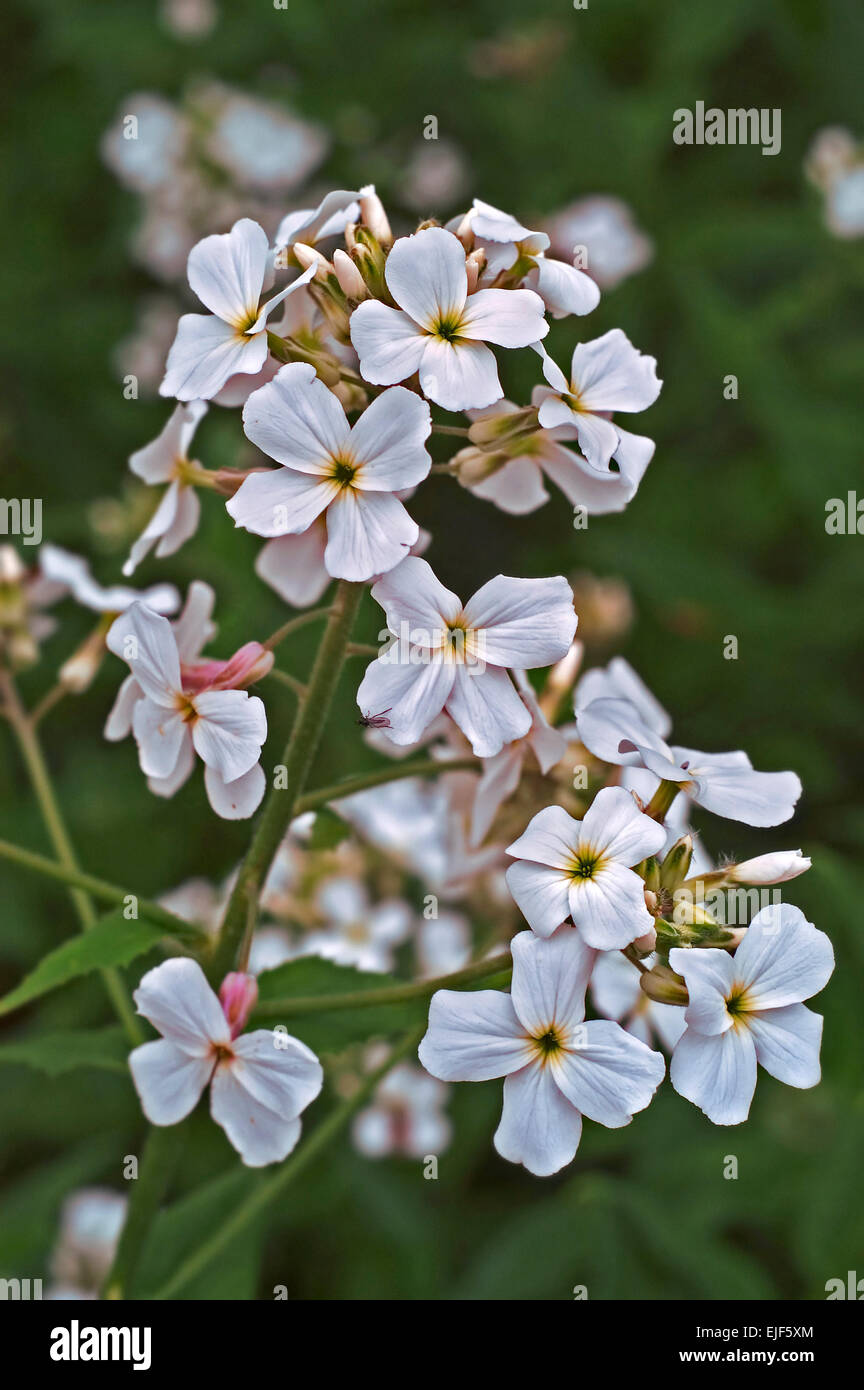 Hesperis matronalis sweet rocket hi-res stock photography and images ...