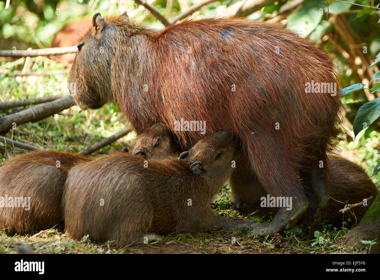 Graminivore hi-res stock photography and images - Alamy