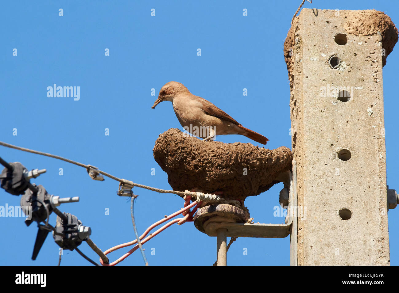 Ovenbird building its clay nest Stock Photo - Alamy