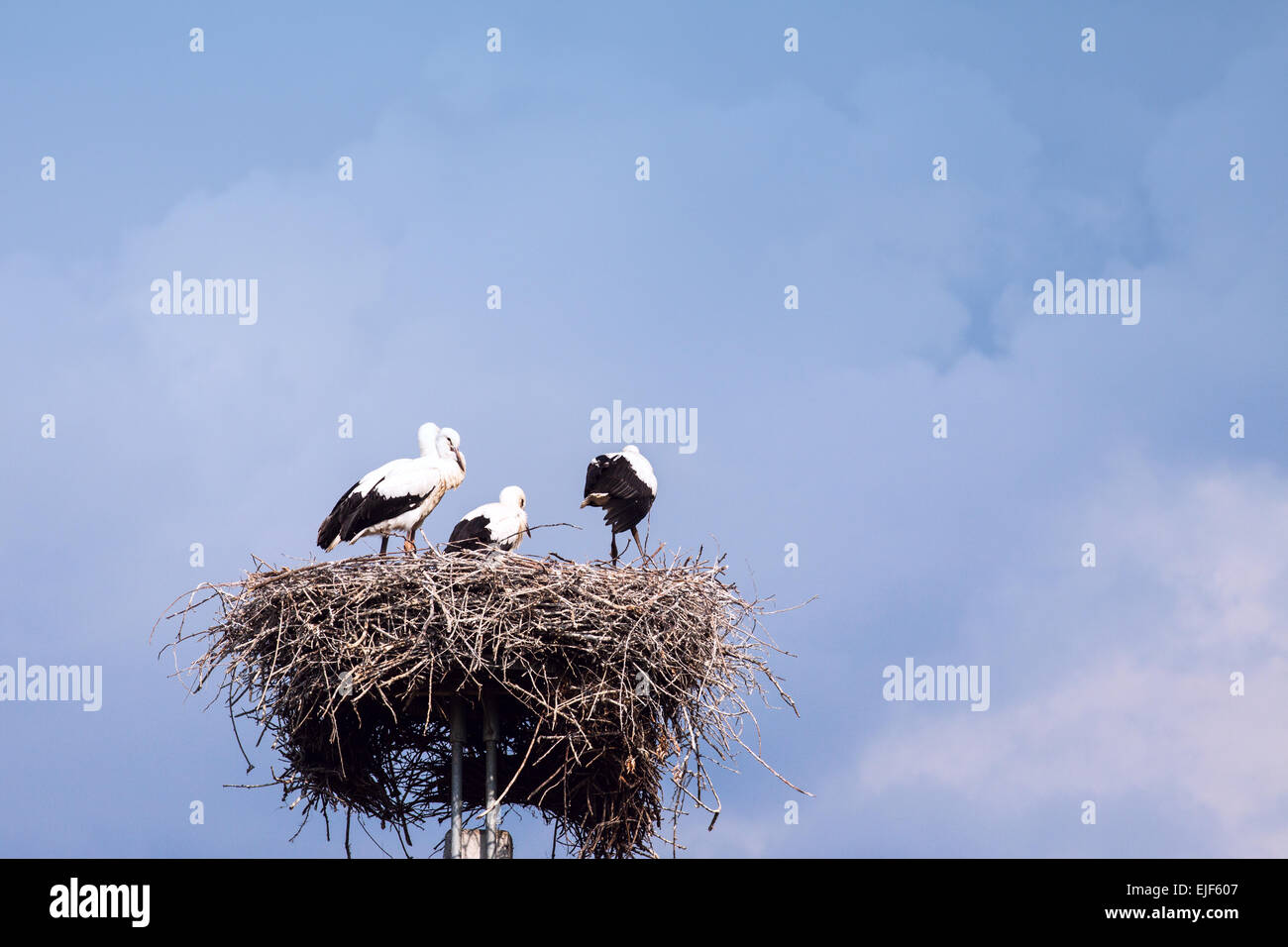 Storks on a background of blue sky in Hungary Stock Photo - Alamy