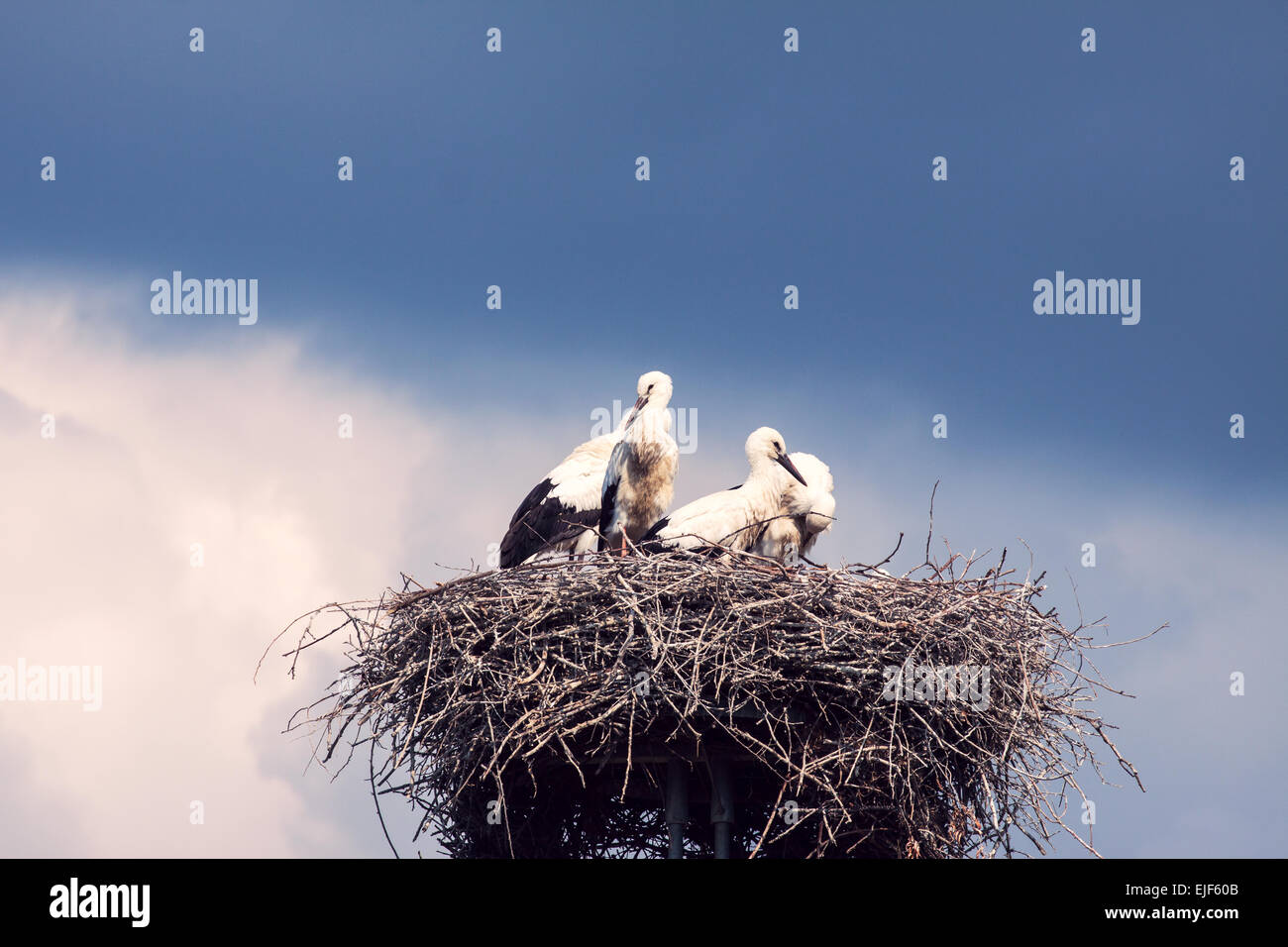 Hungary stork on nest hi-res stock photography and images - Alamy