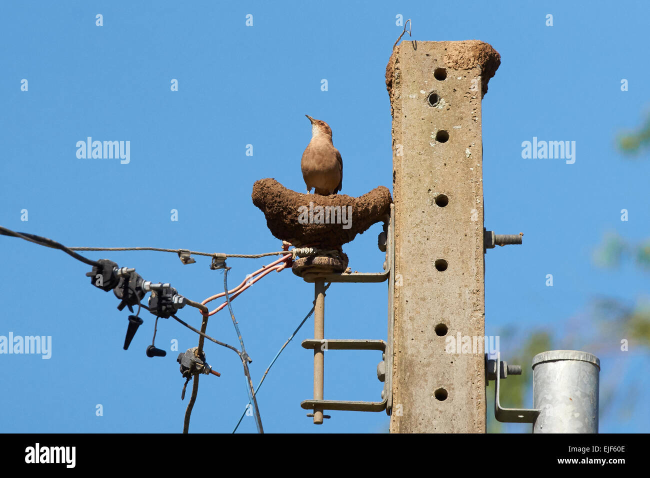 Ovenbird building its clay nest Stock Photo - Alamy