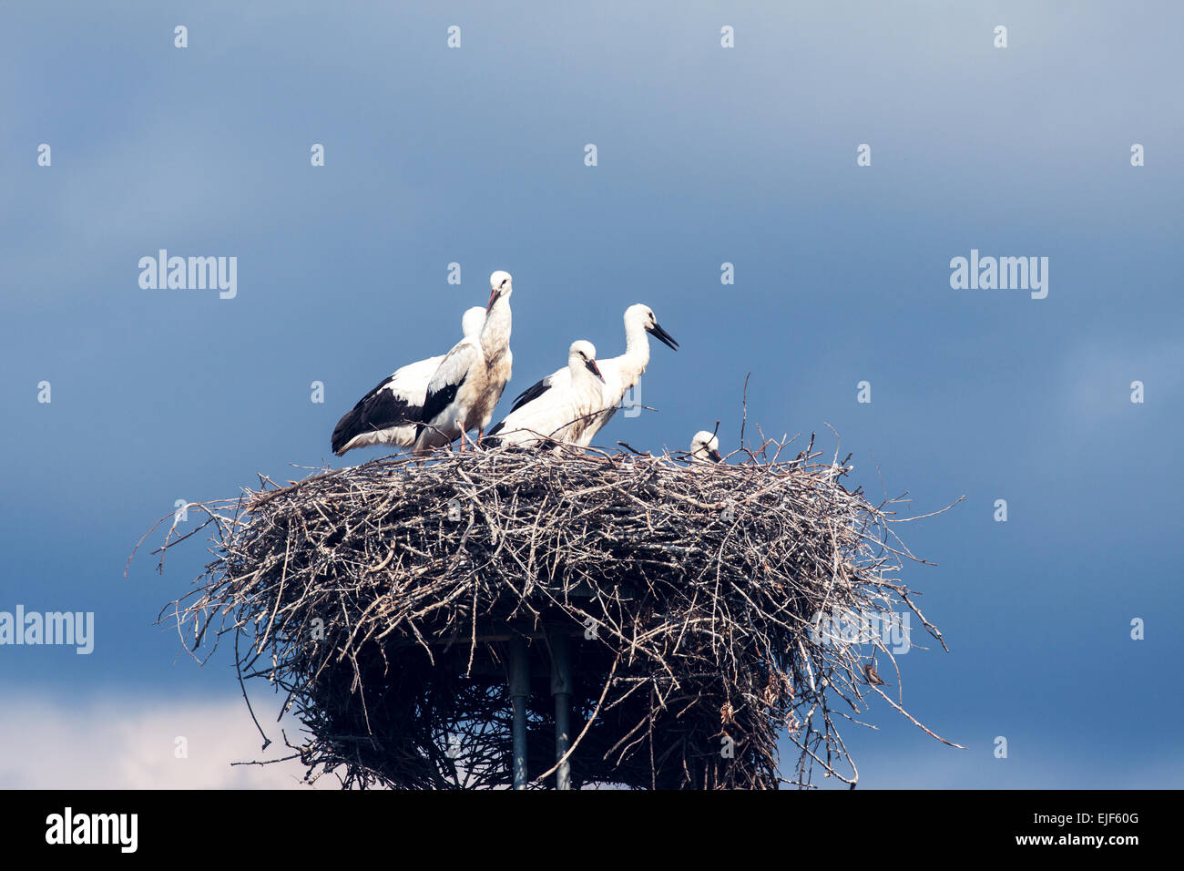 Hungary Stork On Nest High Resolution Stock Photography and Images - Alamy