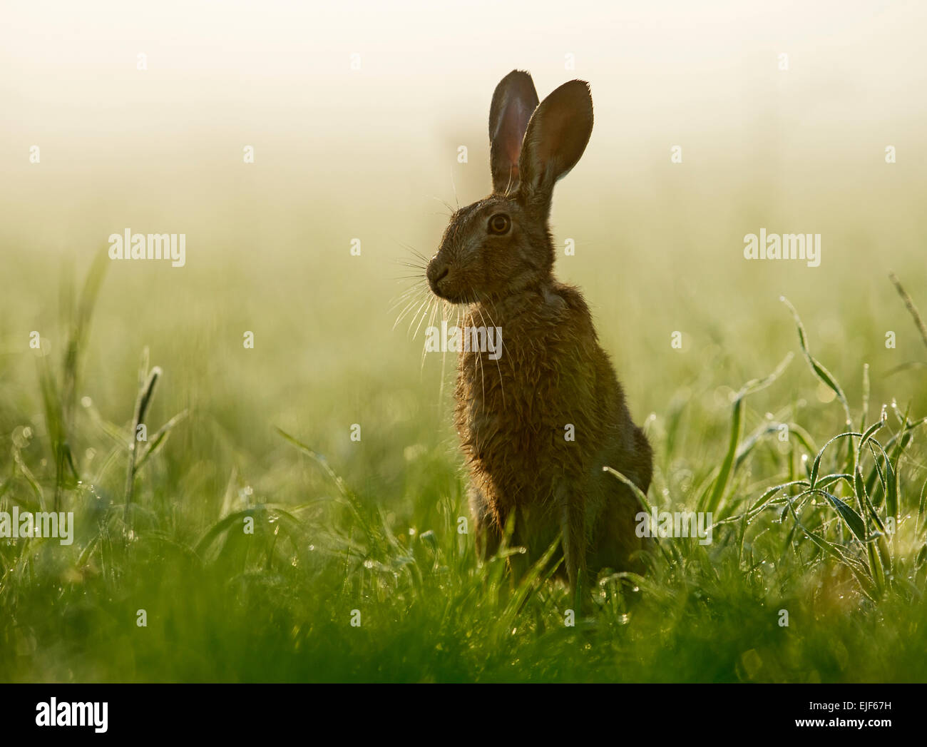 Hare hi-res stock photography and images - Alamy