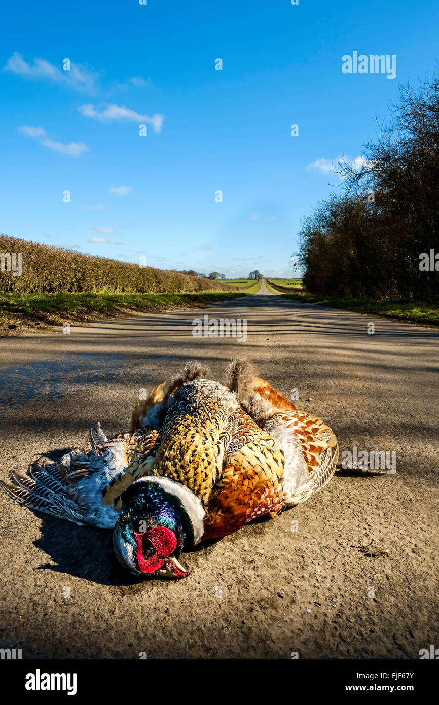 Roadkill High Resolution Stock Photography and Images - Alamy