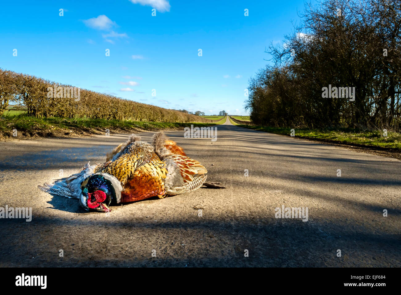 Roadkill Bird High Resolution Stock Photography and Images - Alamy