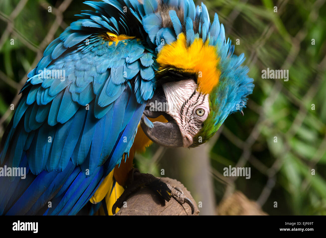 yellow and blue parrot in Brazil Stock Photo - Alamy