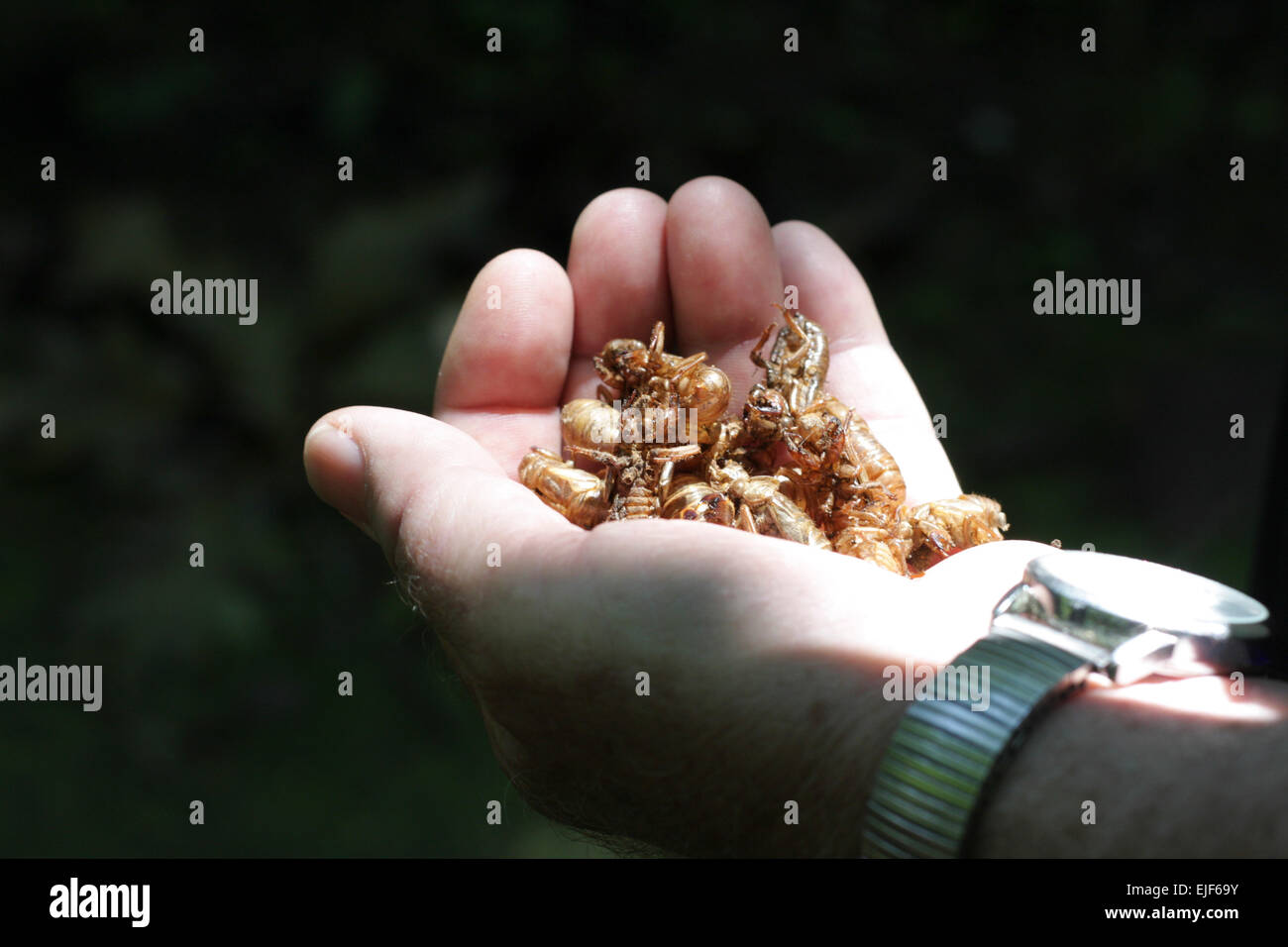 Cicada shells in hand Stock Photo - Alamy