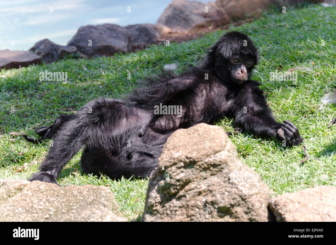 monkey resting on a lawn in Brazil Stock Photo - Alamy