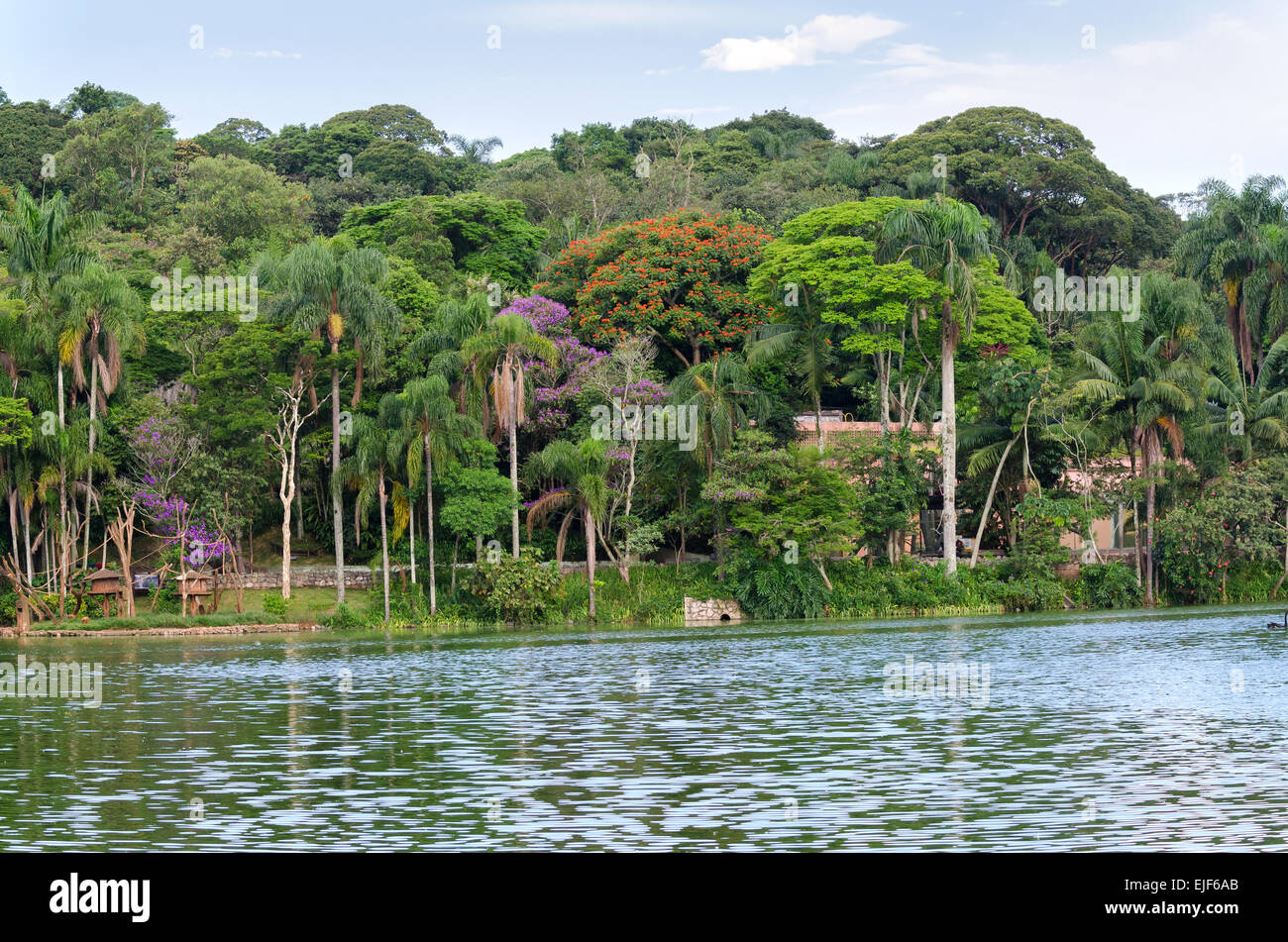 forest in bloom in summer in Brazil Stock Photo - Alamy