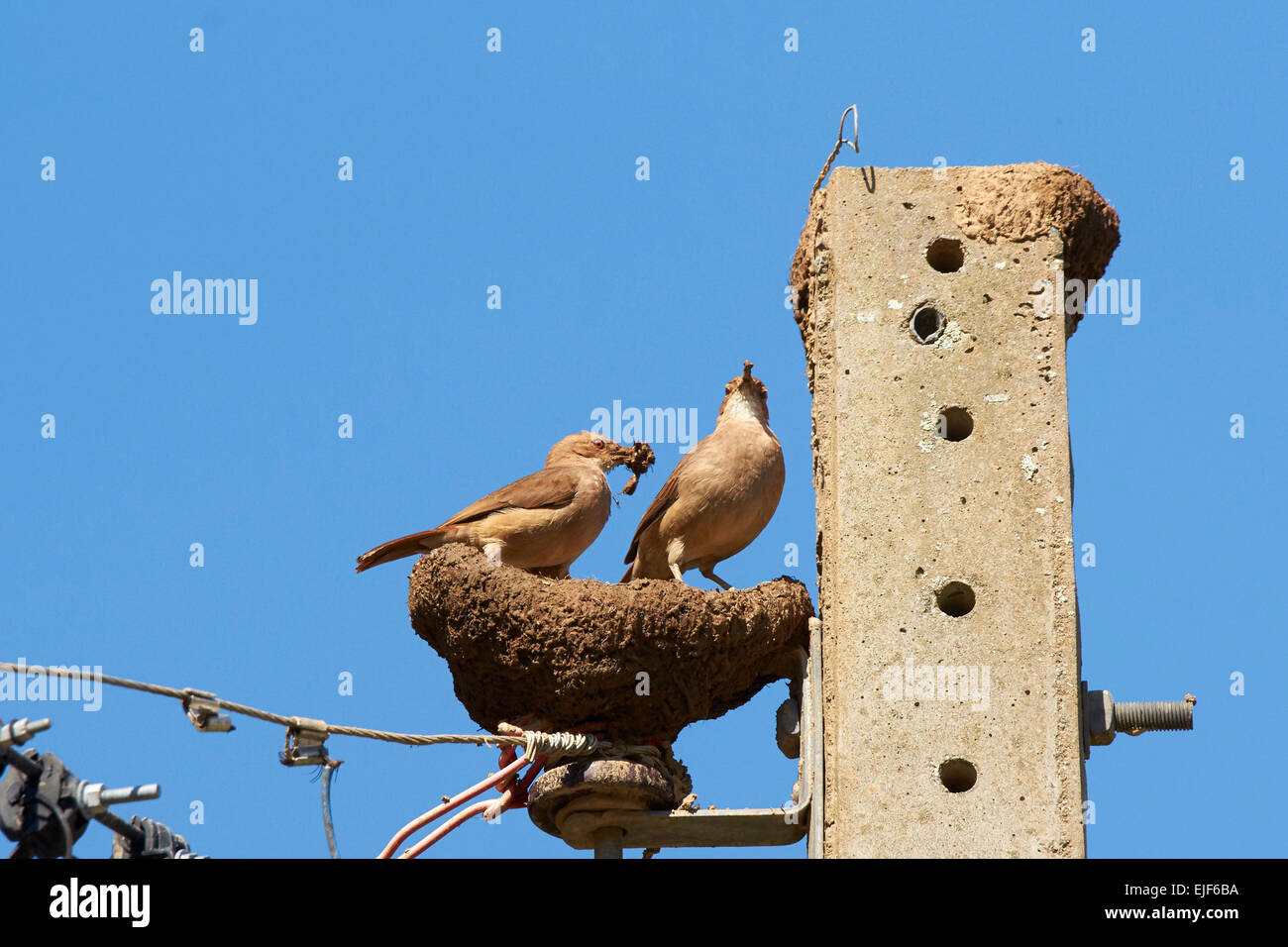 Ovenbird building clay nest hi-res stock photography and images - Alamy