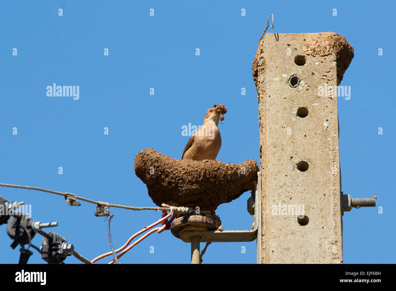 Ovenbird building its clay nest Stock Photo - Alamy