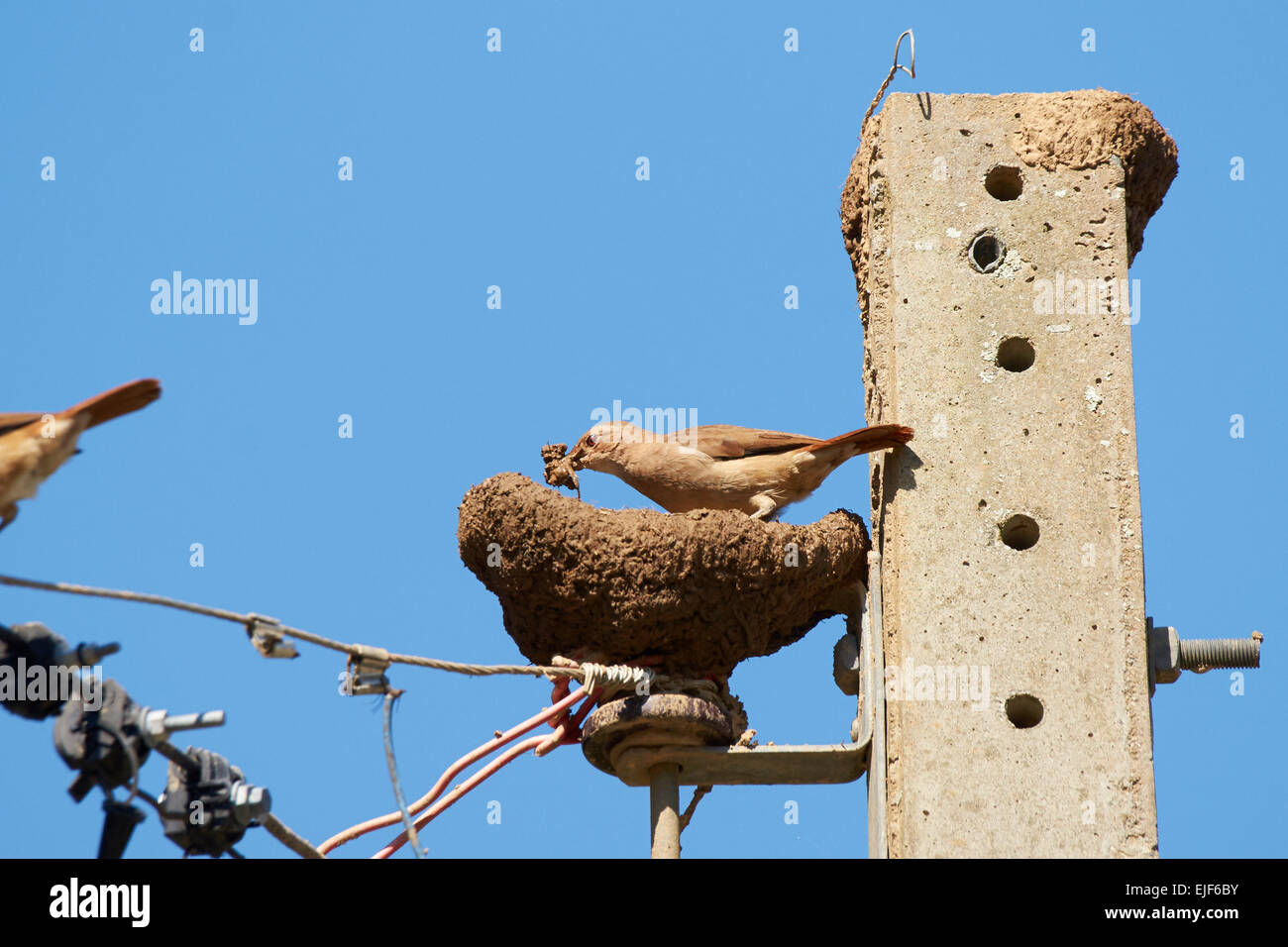 Ovenbird building its clay nest Stock Photo - Alamy