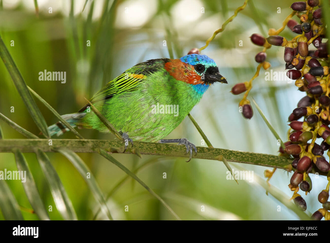 Red-necked Tanager on a branch Stock Photo - Alamy