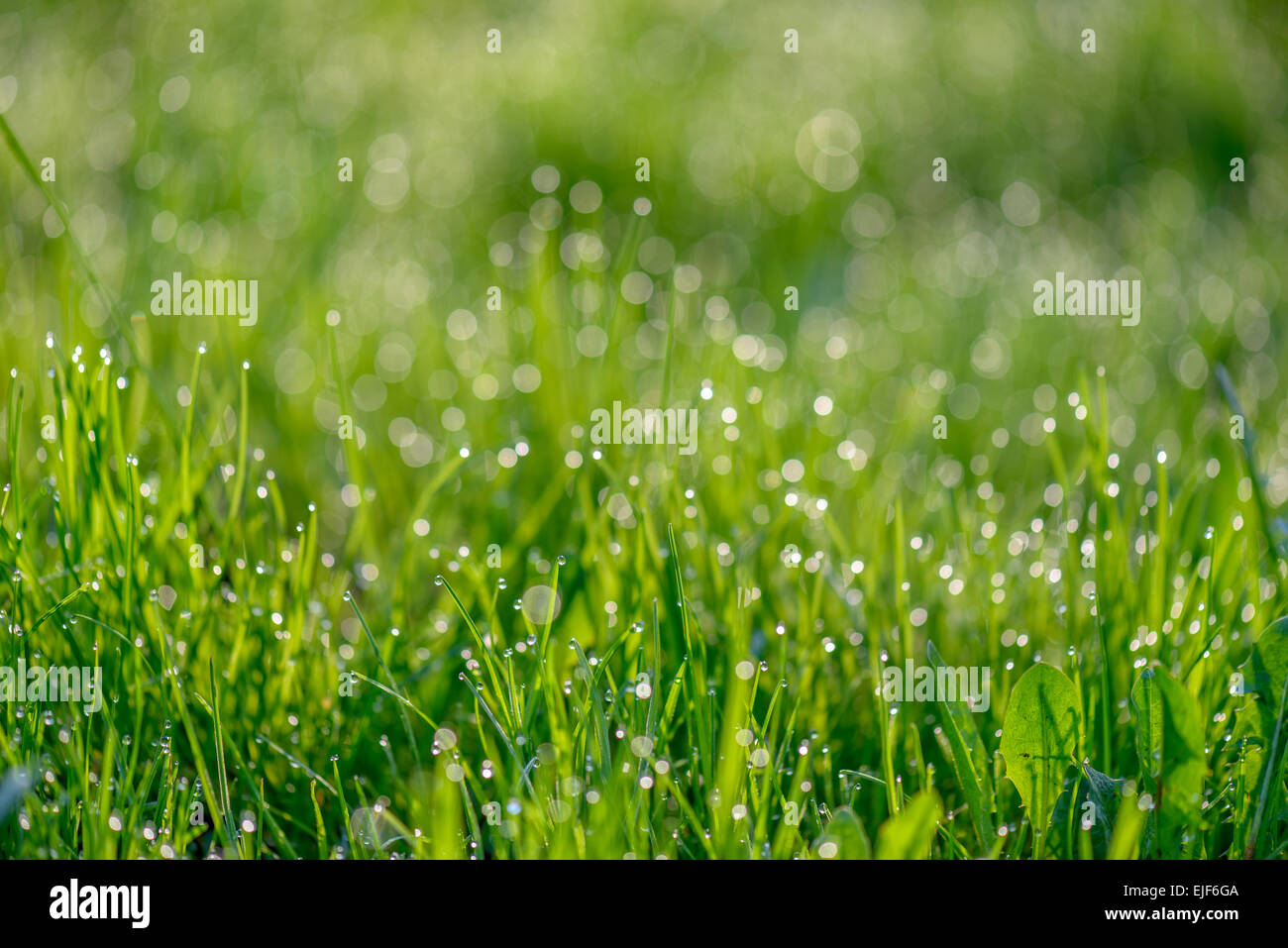 Dew on green grass close hi-res stock photography and images - Alamy