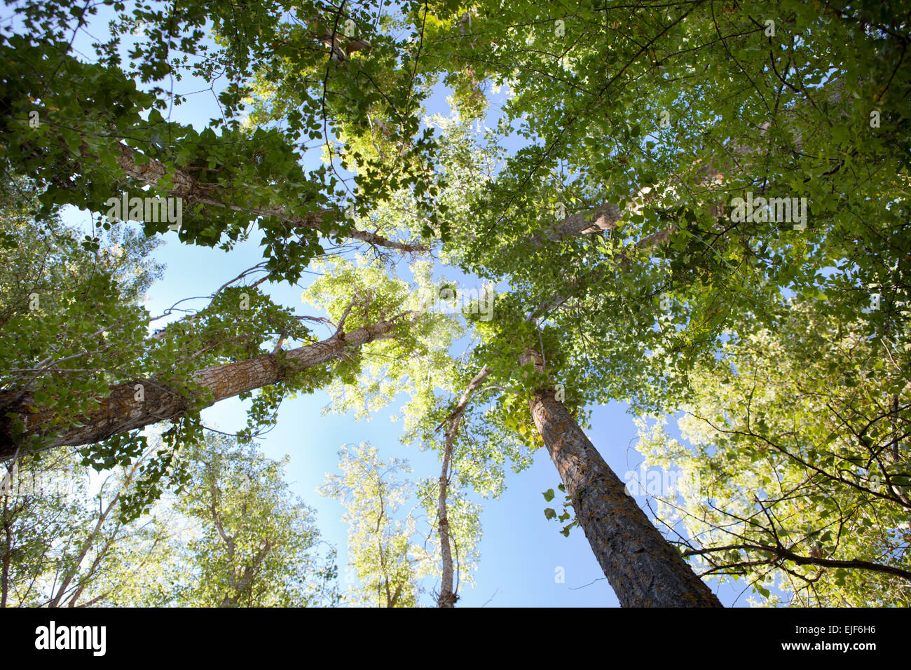 Tall poplar trees from low angle with blue sky hi-res stock photography ...