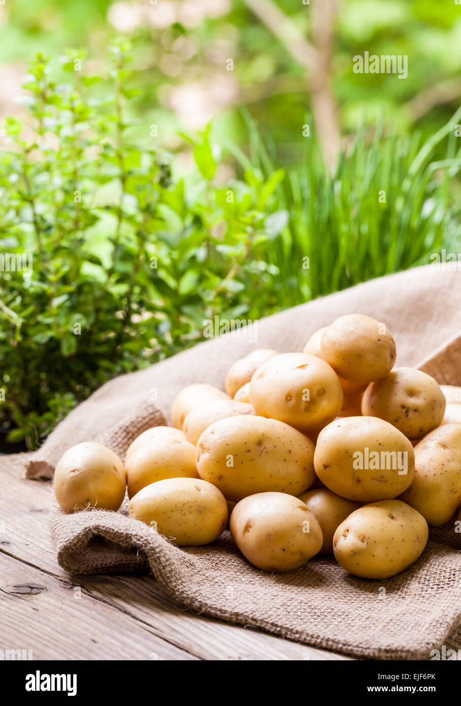 Farm fresh baby potatoes displayed on a hessian sack on a rustic wooden ...
