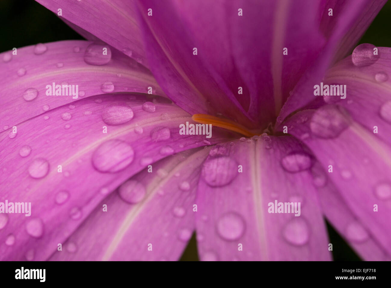 Flower after rain Stock Photo - Alamy