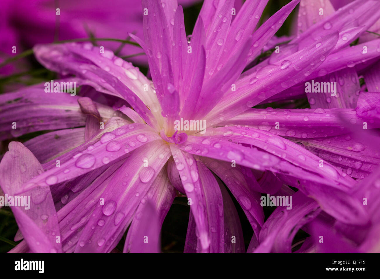 Flower after rain hi-res stock photography and images - Alamy