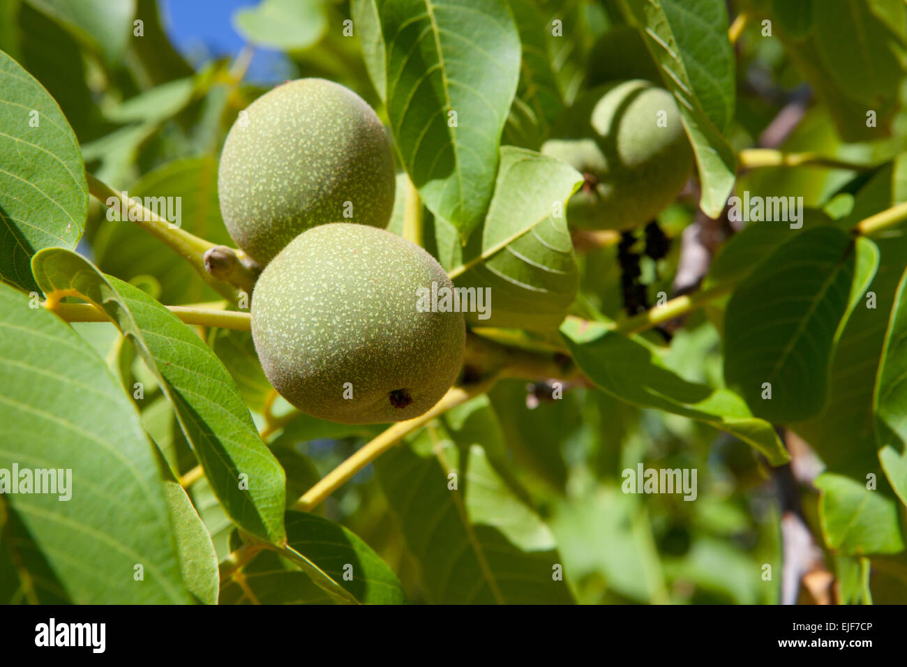 Tree of walnuts hi-res stock photography and images - Alamy