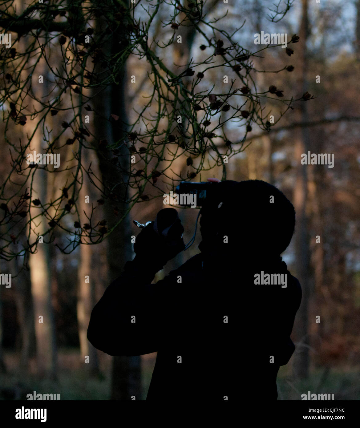 Woman taking picture of tree branch Stock Photo - Alamy
