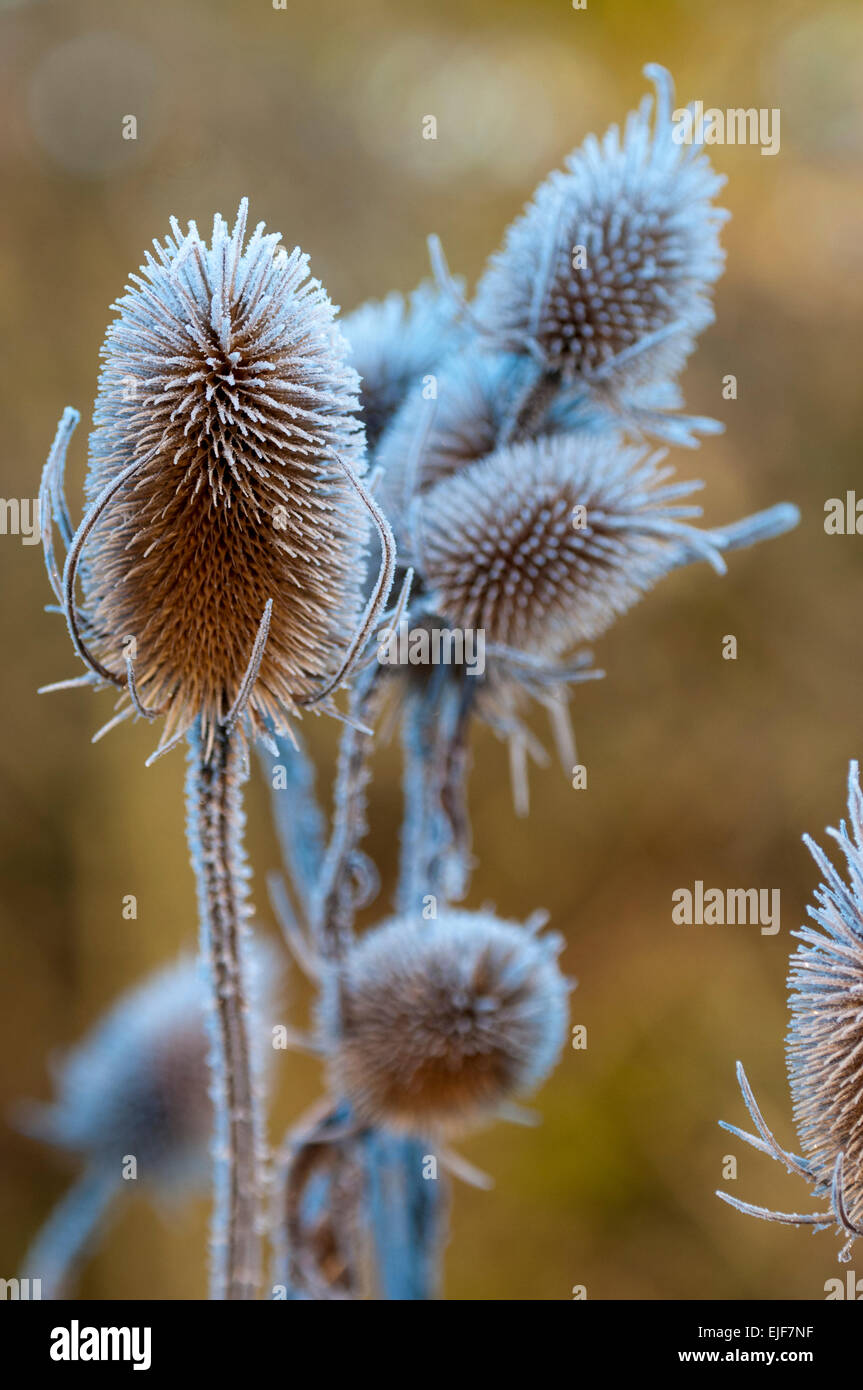 Dipsacus fullonum teasel heads hi-res stock photography and images - Alamy