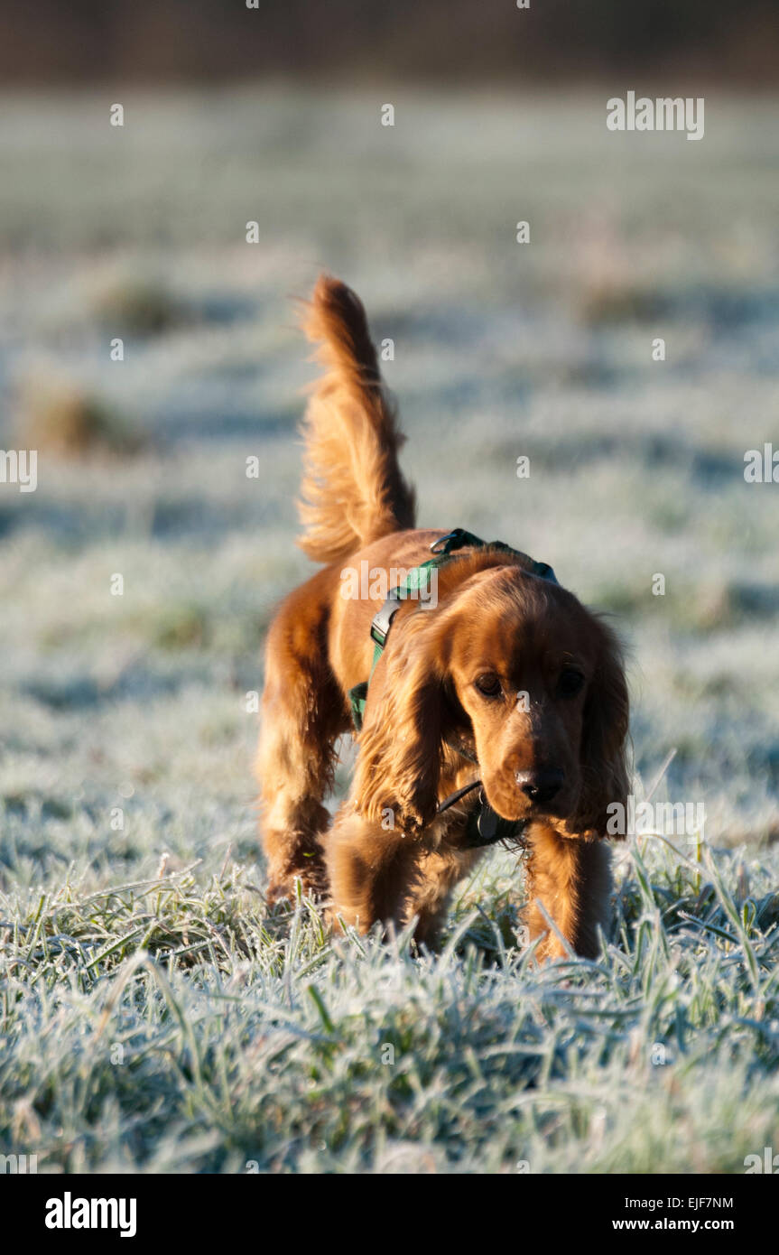 Sprocker walking with tail high Stock Photo - Alamy