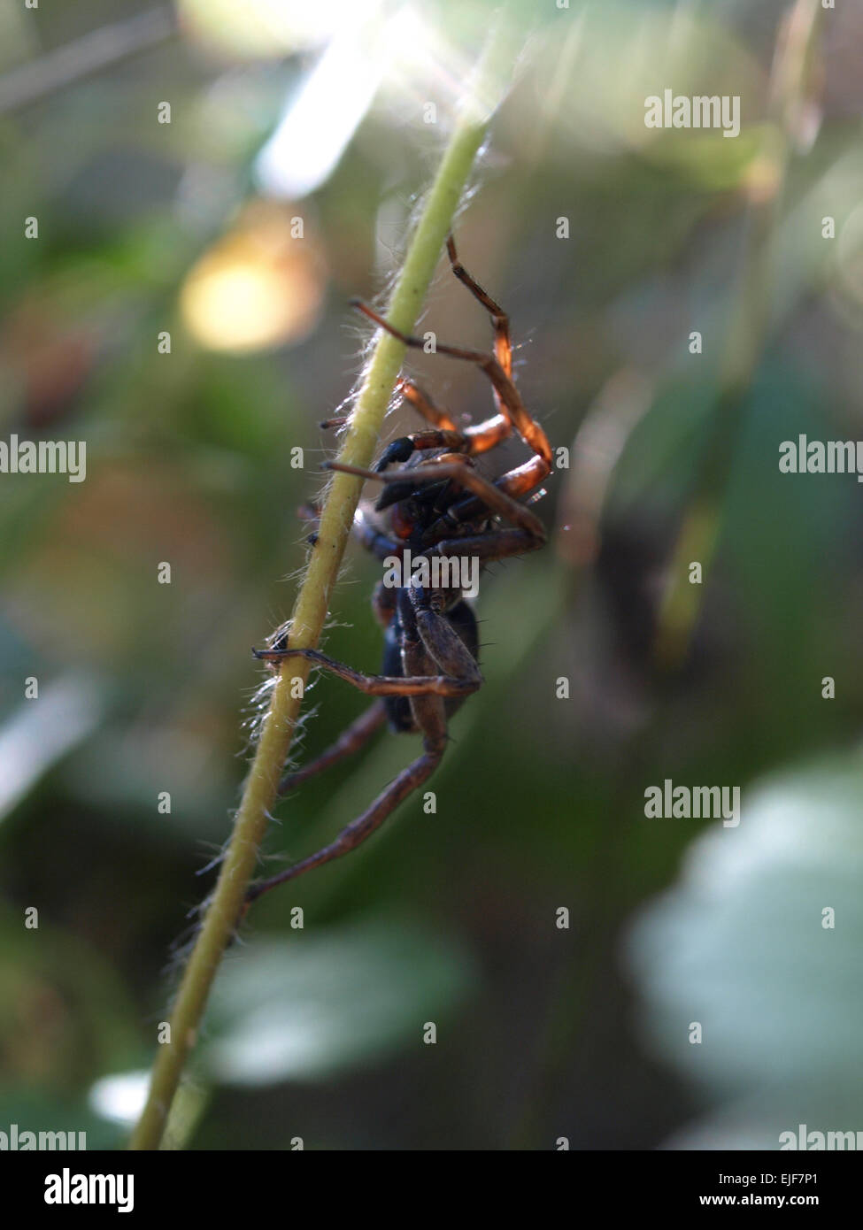 Spider up close hi-res stock photography and images - Alamy