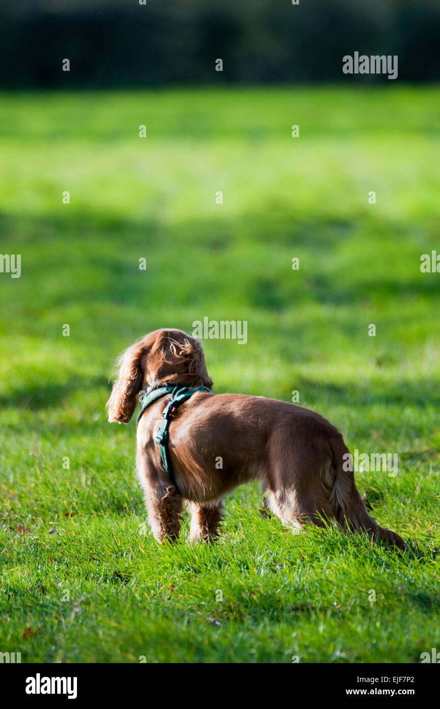 Sprocker Dog Cocker Spaniel Stock Photos & Sprocker Dog Cocker Spaniel ...