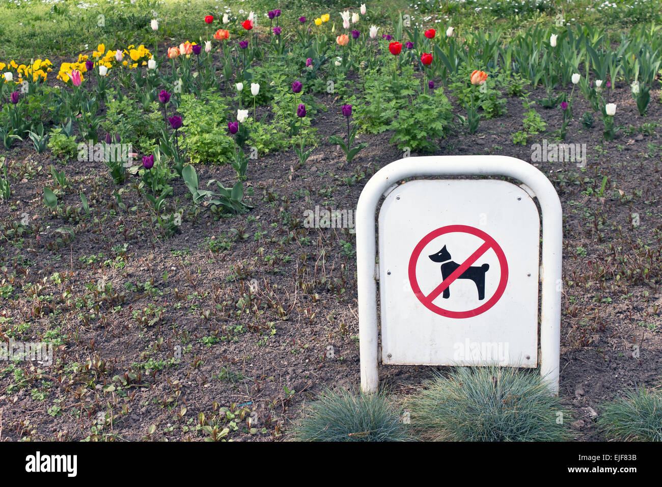 No dog allowed sign in park Stock Photo - Alamy