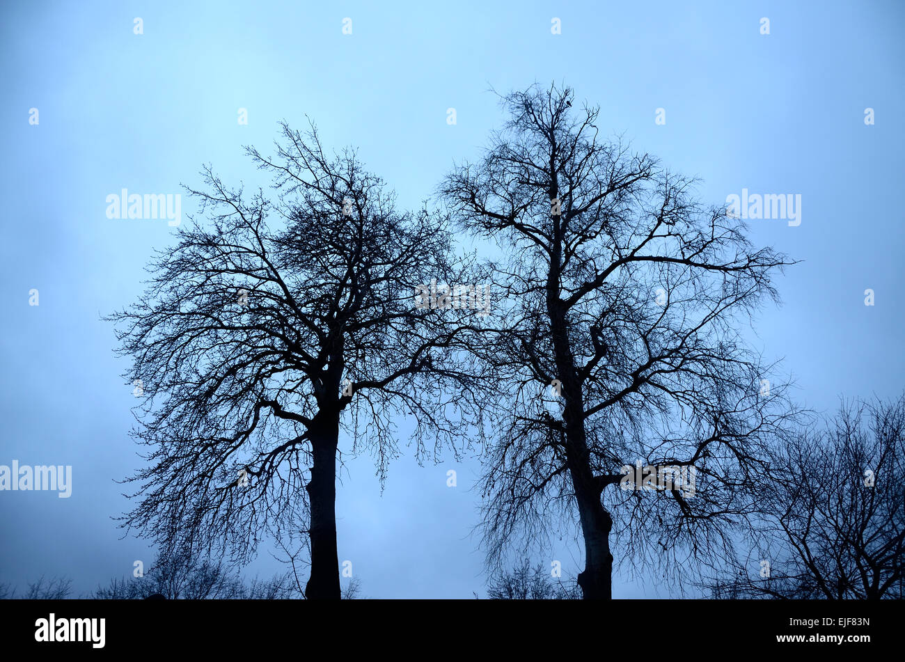 Trees in a winter dusk time Stock Photo - Alamy