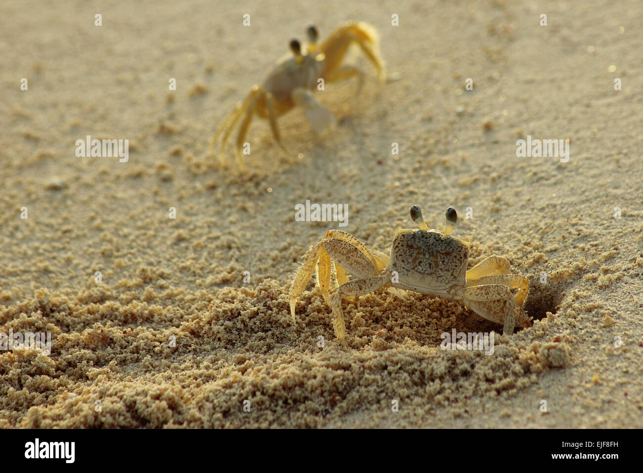 Pair of sand crabs on the beach Stock Photo - Alamy
