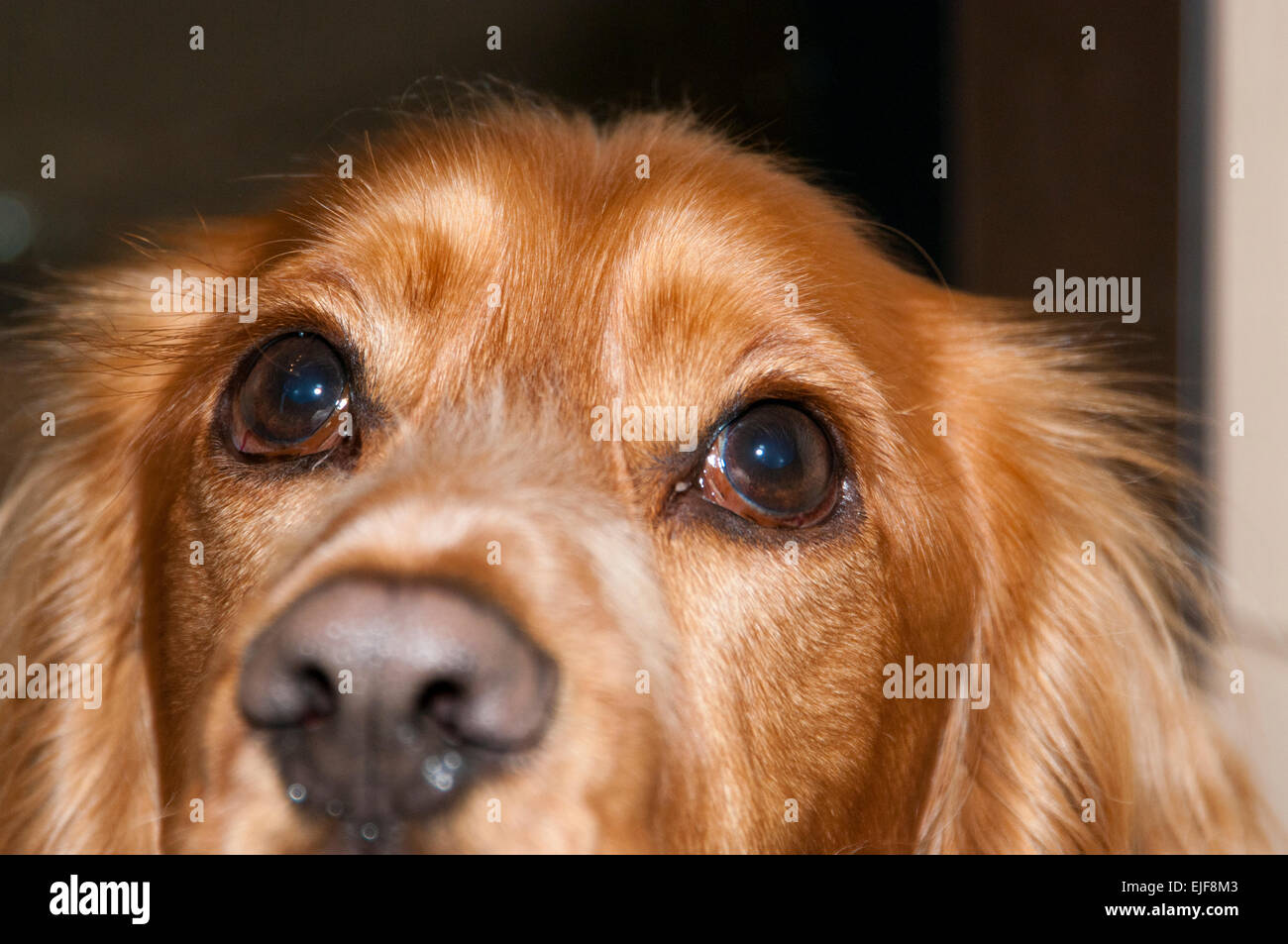 Head of Sprocker Stock Photo - Alamy