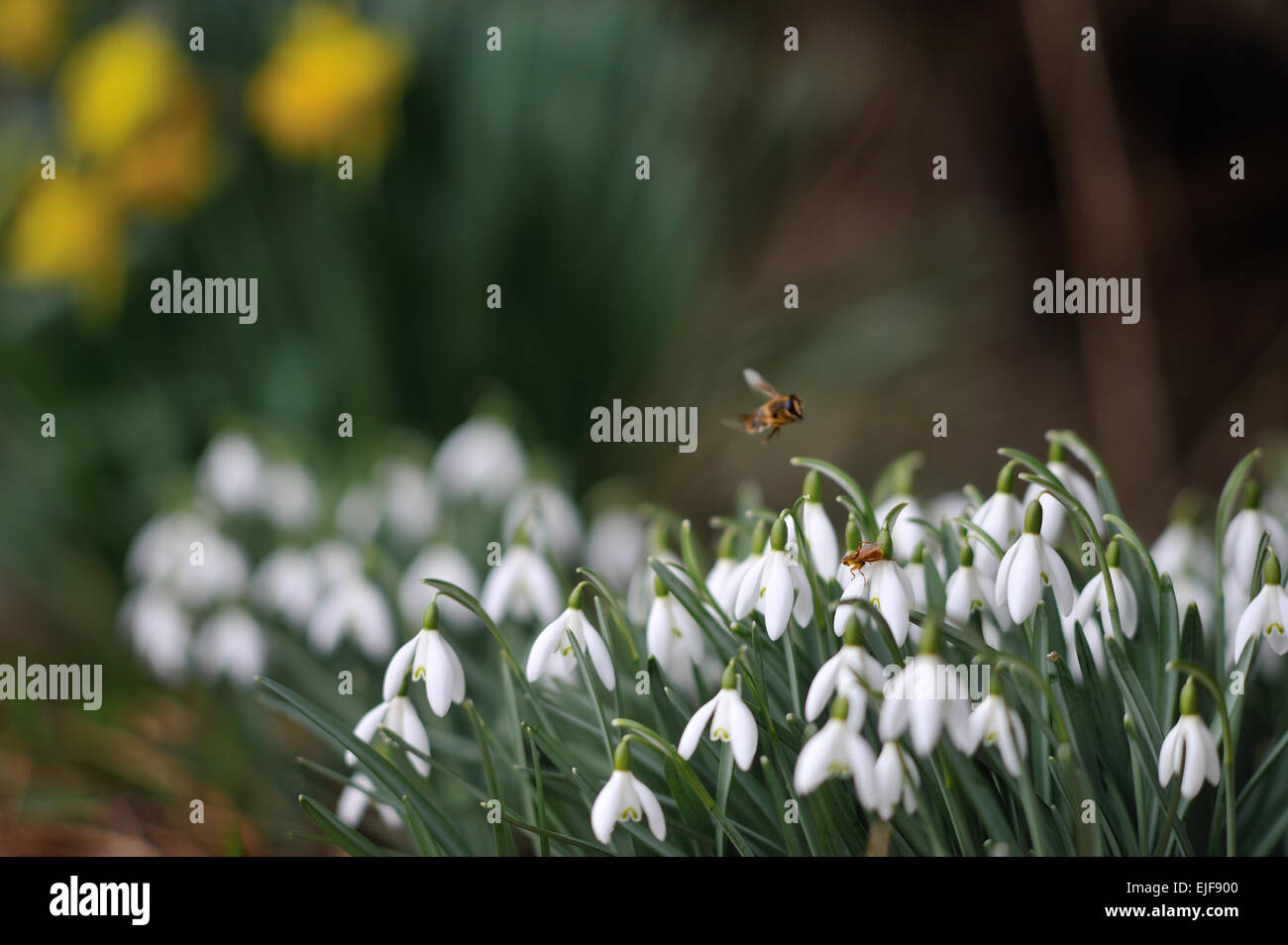 Flower snowdrops daffodils narcissus hi-res stock photography and ...