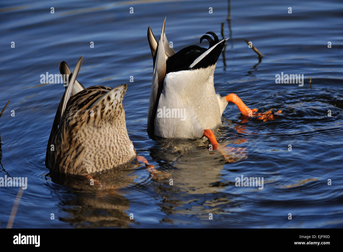 Male and female mallard ducks diving with bottoms in the air Stock ...