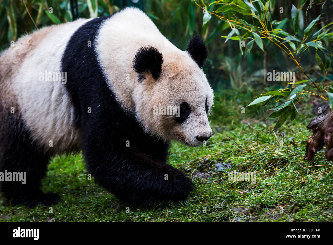 Giant panda bear Stock Photo - Alamy