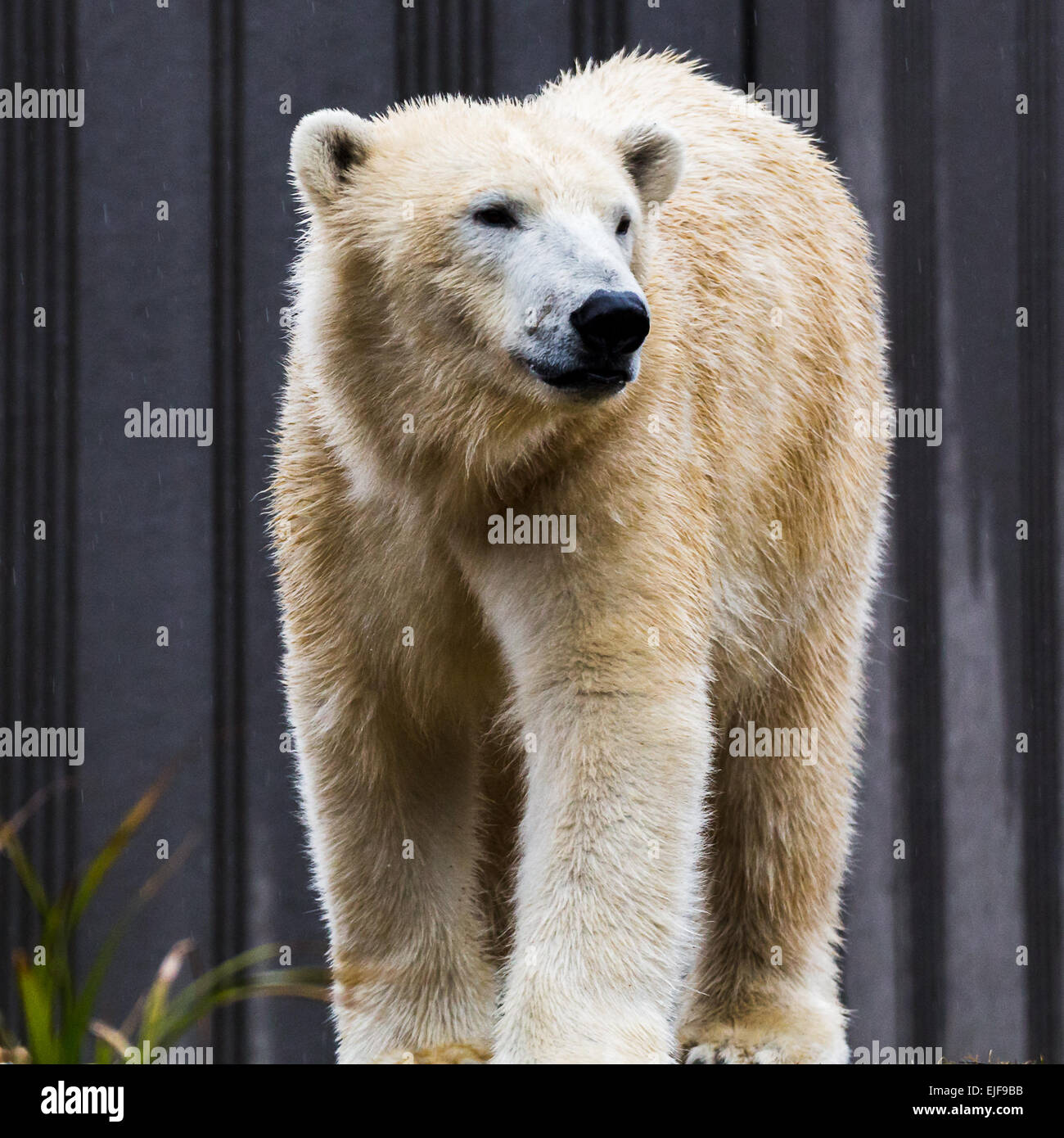 Square crop of a Polar bear Stock Photo - Alamy